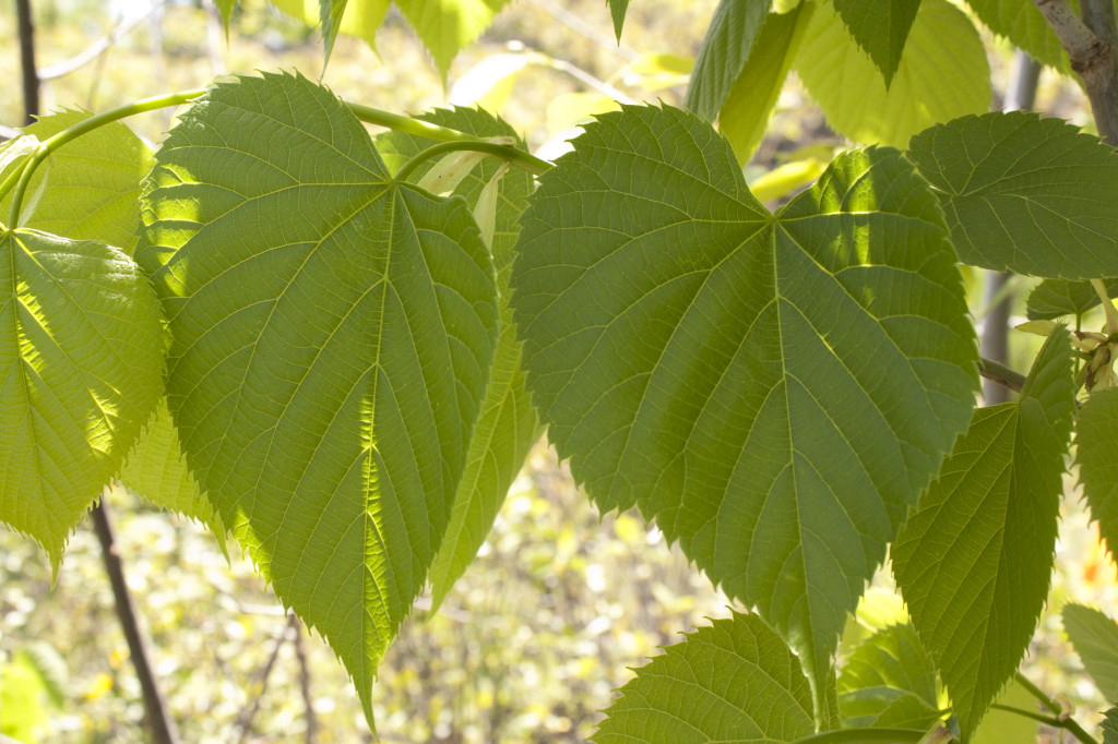 Basswood Ontario Native Plant Nursery Container Grown 705466 6290