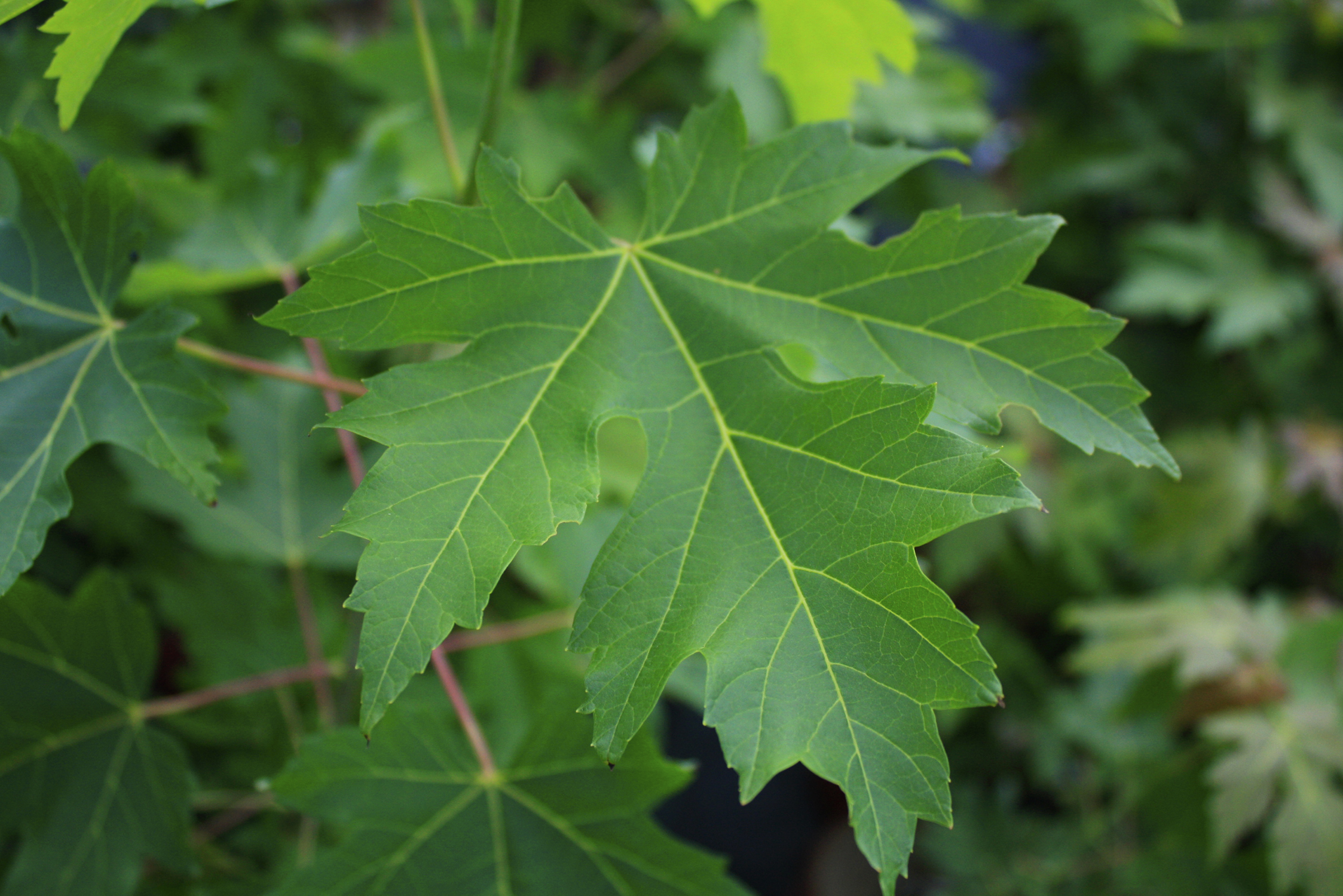 Silver Maple Leaf 2 Ontario Native Plant Nursery Container Grown 